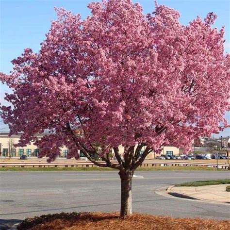 7 Gal Okame Cherry Flowering Deciduous Tree With Pink Flowers