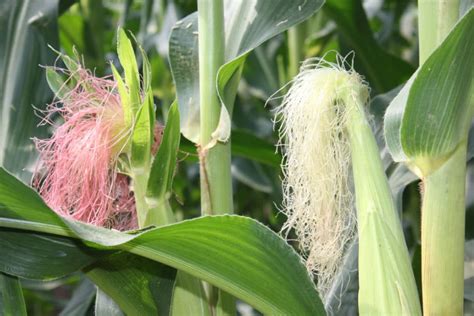 How Does Corn Pollinate Top Facts And Tips