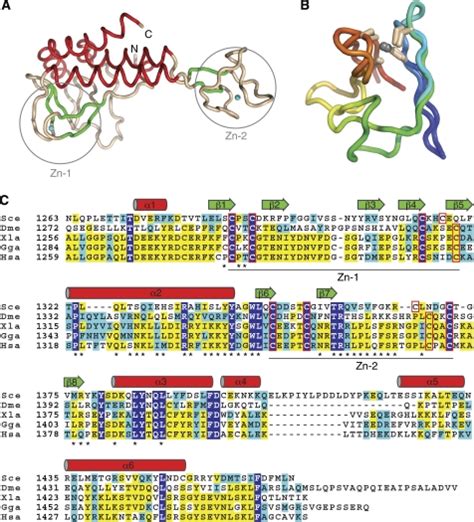 The Yeast Pol α Ctd A Tube Diagram Of The Ctd Coloured According To Download Scientific
