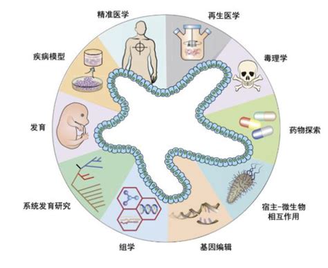 类器官细胞活性检测知多少？ 上海生物芯片有限公司