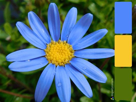 What Colors Are Daisy Flowers