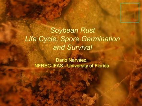 Soybean Rust Life Cycle Spore Germination And Survival Plant
