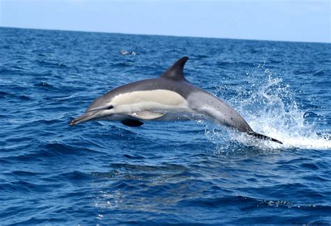 New Species Of River Dolphin Wallpapers Gallery