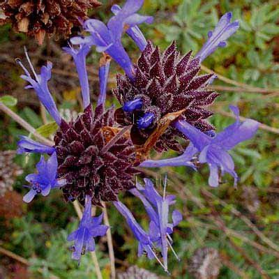 Salvia Clevelandii Winifred Gilman 10 Seeds Dark Blue Cleveland