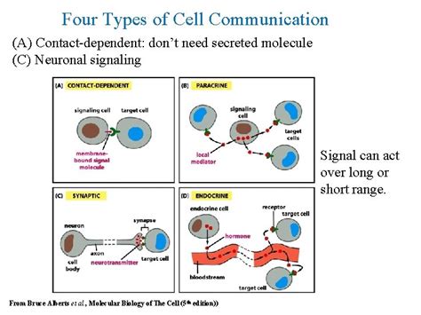 Chapter 7 Cell Communication And Signaling U Signaling