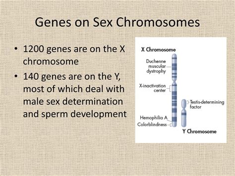 Notes Karyotypes Inheritance Patterns Sex Linked Pedigrees Ppt