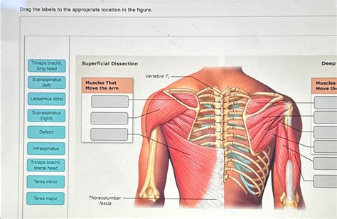Solved Drag The Labels To The Appropriate Location In The