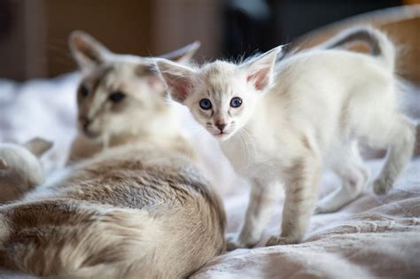 Oriental Longhair Cat Breed