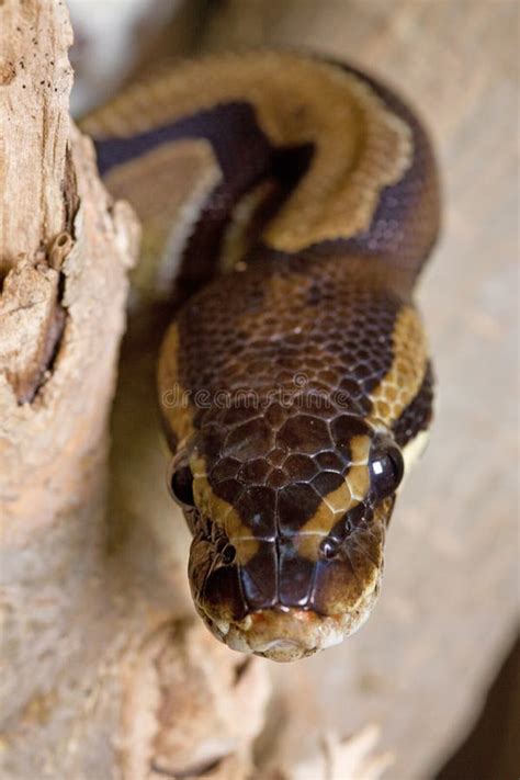 Python From The Front Stock Image Image Of Structure