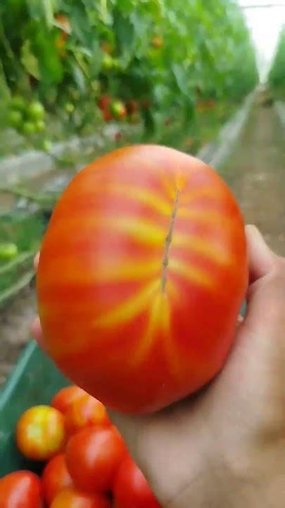 Tomato Qatar Agricultural Short Trending Agriculturetechnology