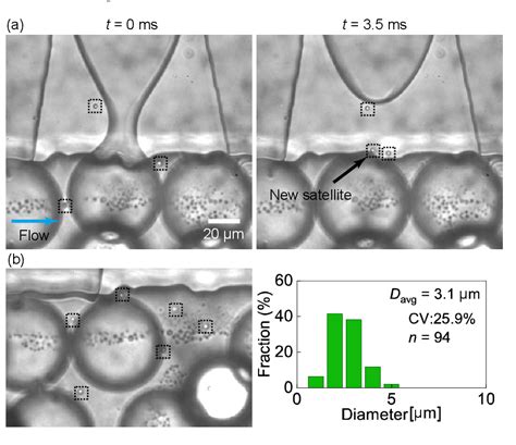 Figure 3 From Microfluidic Coupling Of Step Emulsification And Deterministic Lateral