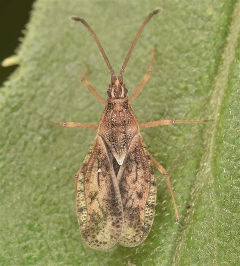 Lace Bug Bugguidenet