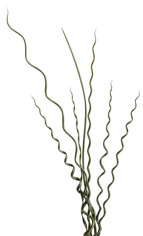 Graceful Grasses® Curly Wurly Corkscrew Rush