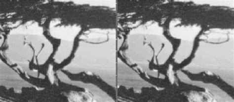 Two Frames Of The Translating Tree Sequence Download Scientific Diagram