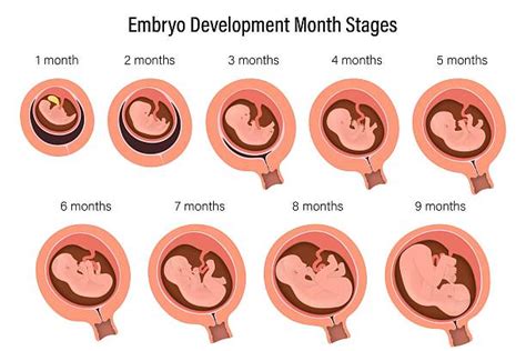 80 Developmental Adult Stock Illustrations Royalty Free Vector Graphics And Clip Art Istock