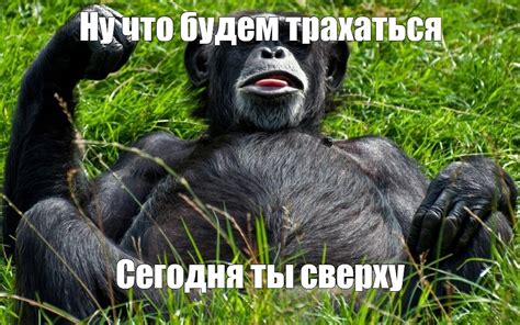 Создать мем животные обезьяны приматы обезьяна Картинки Meme