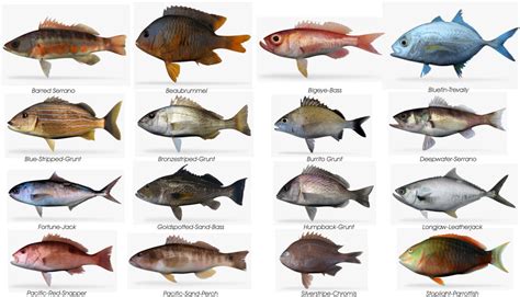 Ma Saltwater Fish