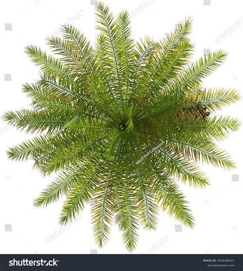 Palm Tree Plan Png
