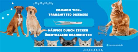 Lyme Disease Tick Identification Varpush