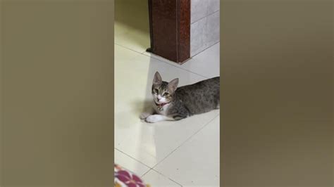 Mastitime Manku Cat Funny Cute Youtube