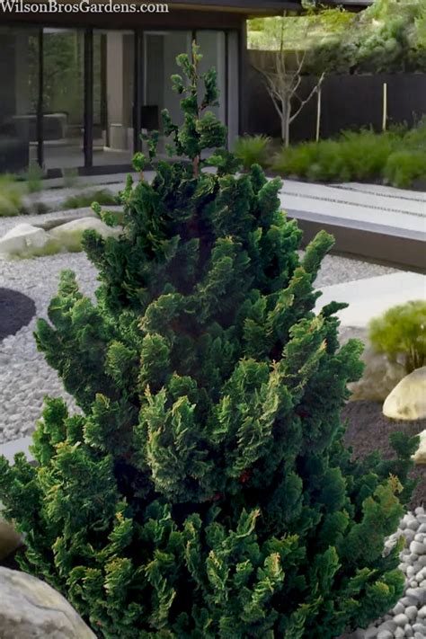 Dwarf Hinoki Cypress