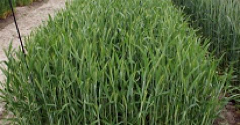 사료작물 트리티케일 수확기 빠르고 수량도 많아