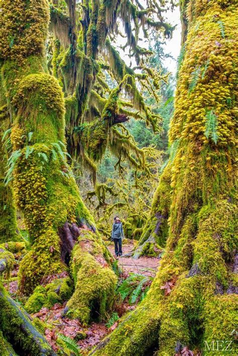 Hall Of Mosses In Olympic National Park Washington Travel Places To