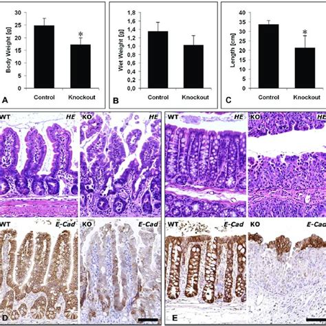 A And B Staining Of Absorptive Enterocytes For Villin Reduced Download Scientific Diagram