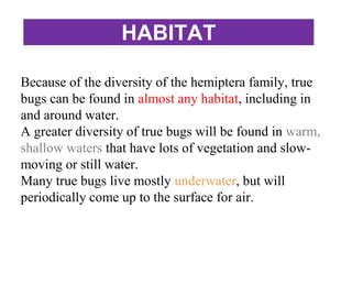 Order Hemiptera True Bugs Pptx