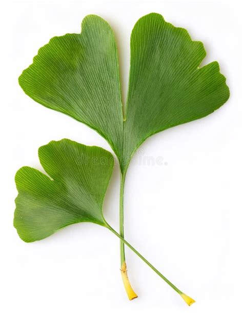 Ginkgo Biloba Leaves With Vibrant Green Color And Unique Fan Shape