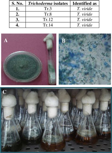 Figure 1 From Biocontrol Efficacy Of Trichoderma Viride Isolates Against Fungal Plant Pathogens
