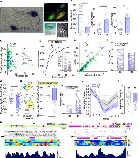 Figure 1 From Neural Circuits And Activity Dynamics Underlying Sex Specific Effects Of Chronic