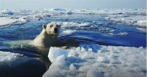 기후변화로 30년 뒤 북극해서 여름철 해빙 사라질 것