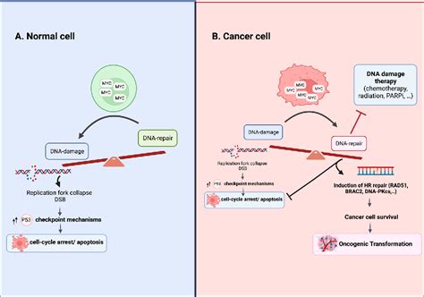 Figure 1 From Unraveling Mycs Role In Orchestrating Tumor Intrinsic And Tumor Microenvironment