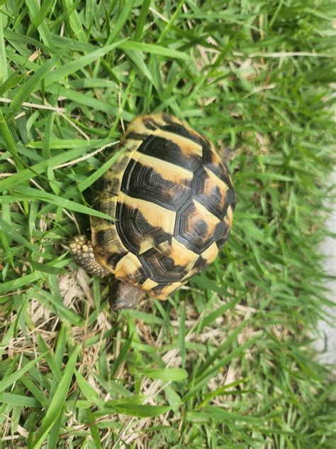 육지거북이 키우기 사육 산책 육지 거북 먹이 네이버 블로그
