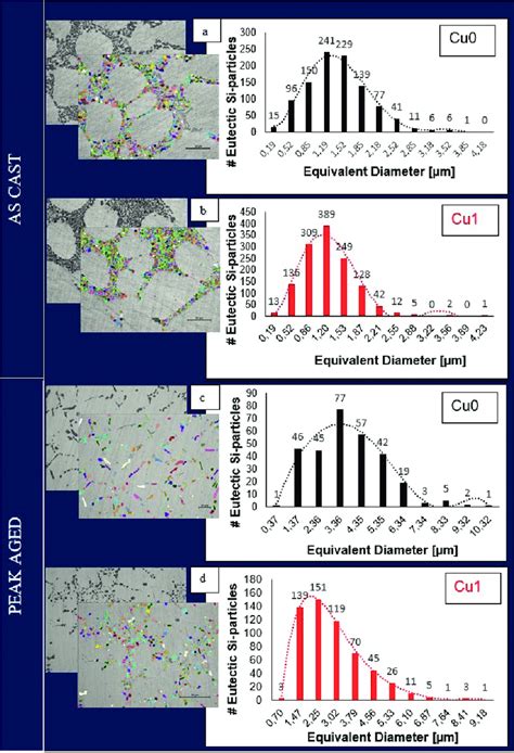 Distribution Of The Eutectict Si Particles Equivalent Diameter Download Scientific Diagram
