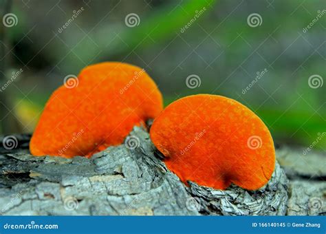 Northern Cinnabar Polypore Pycnoporus Cinnabarinus Stock Image Image Of Saprophytic Surface