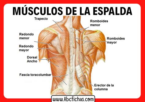 Los Músculos De La Espalda Anatomía Muscular De La Espalda