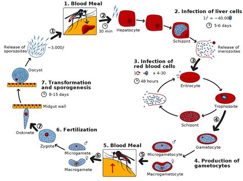 Archivolife Cycle Of The Malaria Parasitesvg Wikipedia La