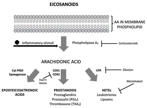 Omega 3 Epa Meaning At Elaine Hudson Blog