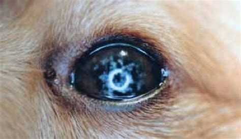 Corneal Dystrophy In A Shetland Sheepdog Download Scientific Diagram