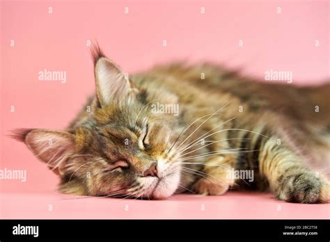 Sleeping Maine Coon Tortoiseshell Cat Adult Female Maine Coon Purebred Cat On Pink Background