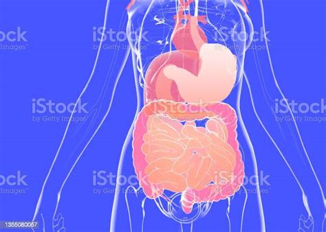 소화 시스템의 해부학 3d 그림 혈류 심장혈관계에 대한 스톡 사진 및 기타 이미지 혈류 심장혈관계 변비 3차원 형태 Istock