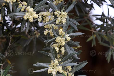 Summer Flowers On Trees In A City Park In Israel 12924713 Stock Photo At Vecteezy