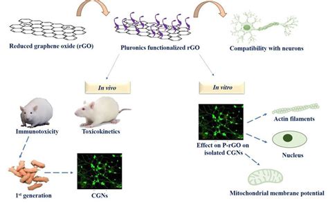 Do Graphene Worship Cerebellar Granular Neuron Cells