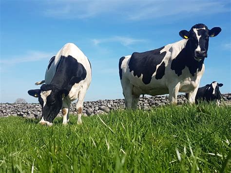 Target Fertilisers Top Tips For Spring Reseeding Target Fertilisers