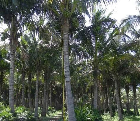 Different Types Of Coconut Trees Identifying Features