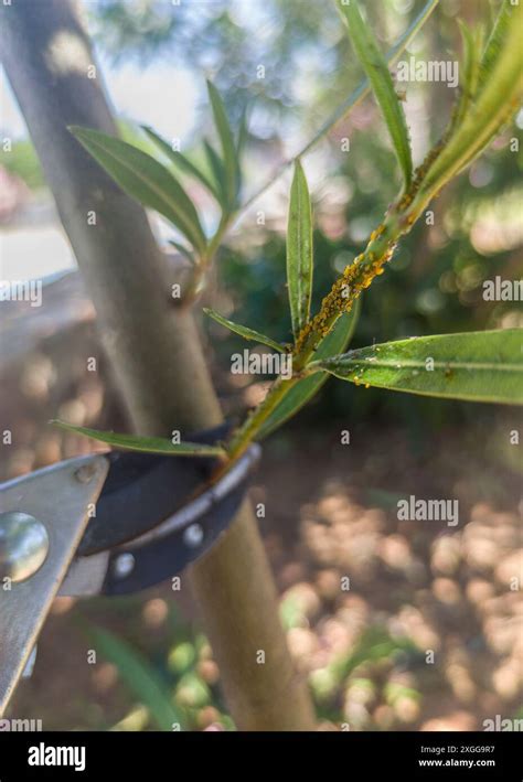 Pruning Shears Scissor Of One Hand Pruning An Oleander Infested With