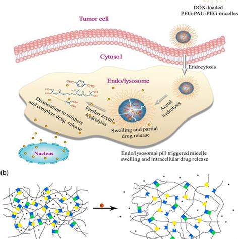 A Acid Degradable Triblock Polyacetal Urethane Pau Copolymer
