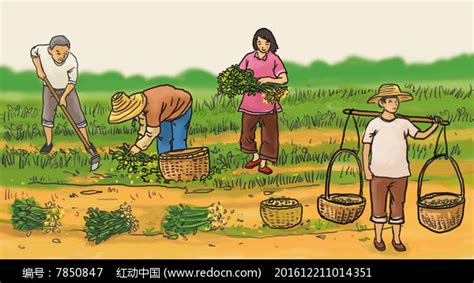 收花生插画图片下载 红动中国